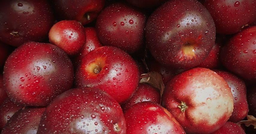 The Best Time to Go to Apple Hill Near Rancho Cordova